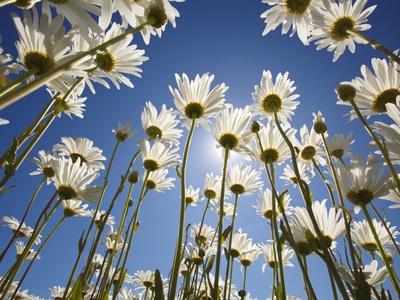 'Sun and blue sky through daisies' Photographic Print - Craig Tuttle ...