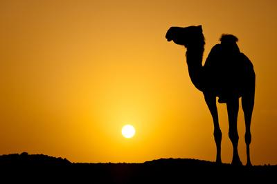 'Sun Going Down in a Hot Desert: Silhouette of a Wild Camel at Sunset ...
