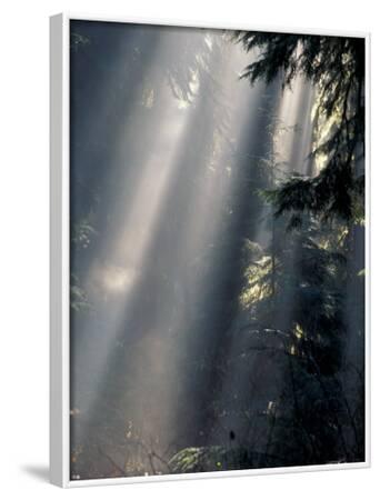 'Sun Rays Through Mist, Olympic National Park, Washington, USA ...