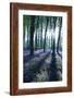 'Sunlight Through Treetrunks in Bluebell Woods, Micheldever, Hampshire ...