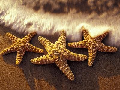 'Sunset and Starfish on Surf Line, Maui, Hawaii, USA' Photographic ...