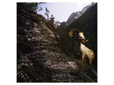 'Sure Footed' Prints - Steve Hunziker | AllPosters.com