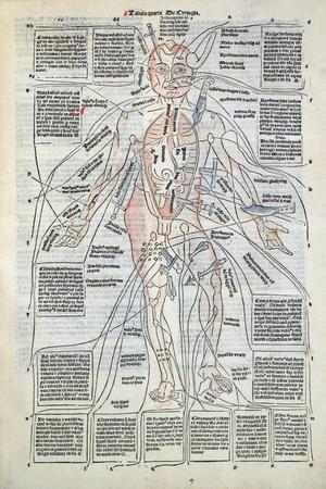 'Surgical Diagram of the Anatomy of Man, from Fasciculus Medicinae by ...