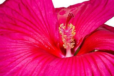 Swamp rose mallow. Photographic Print | AllPosters.com