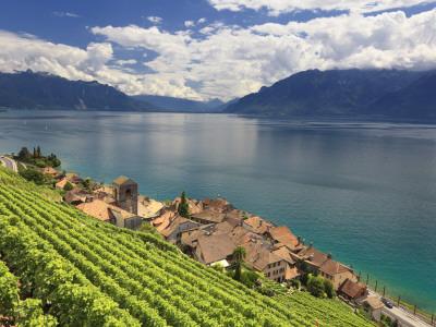 'Switzerland, Vaud, Lavaux Vineyards, St; Saphorin Village and Lac ...