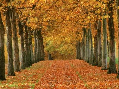 'Sycamore Trees in Autumn' Photographic Print - Cindy Kassab ...