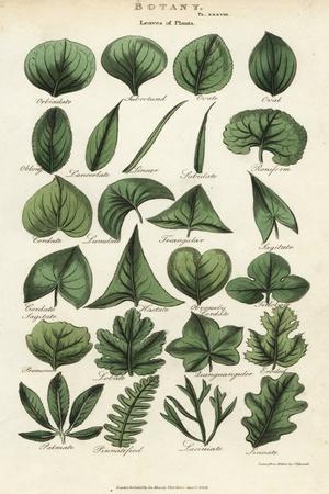 'Types of Leaves of Plants. Handcoloured Copperplate Engraving after ...