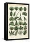 'Types of Leaves of Plants. Handcoloured Copperplate Engraving after ...