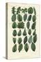 'Types of Leaves of Plants. Handcoloured Copperplate Engraving after ...