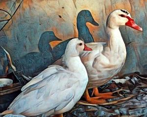 Affordable sylvia pimental Posters for sale at AllPosters.com