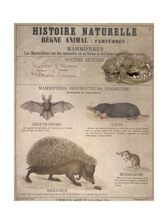 'A Bat, Mole and Hedgehog' Giclee Print - T. Deyrolle | AllPosters.com