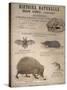 'A Bat, Mole and Hedgehog' Giclee Print - T. Deyrolle | AllPosters.com