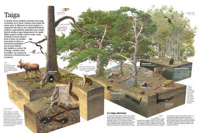 'TAIGA.' Photographic Print | AllPosters.com