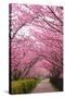 'Sakura Path' Photographic Print - tamikosan | AllPosters.com