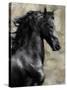 'Bucephalus' Stretched Canvas Print - Tania Bello | AllPosters.com