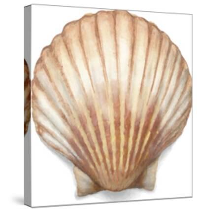 'Simple Shell - Clam' Stretched Canvas Print - Tania Bello | AllPosters.com