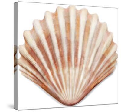 'Simple Shell - Scallop' Stretched Canvas Print - Tania Bello ...