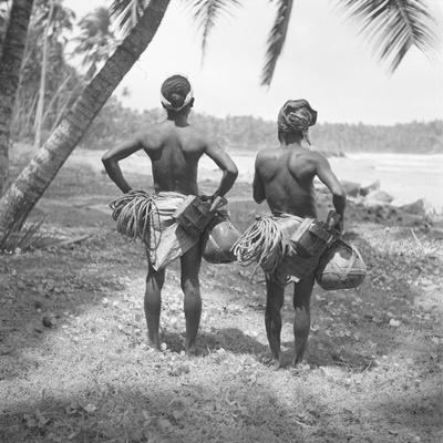 'Tapping Coconut Palm Sap in Toddy Gourds, Ceylon, 1935 (B/W Photo ...