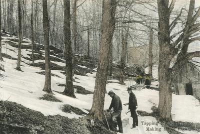 'Tapping Maple Trees for Sugar' Poster | AllPosters.com