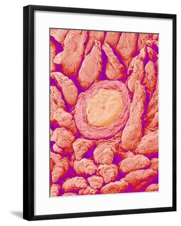 'Taste bud cell and tongue filiform papillae of a rabbit magnified x300 ...