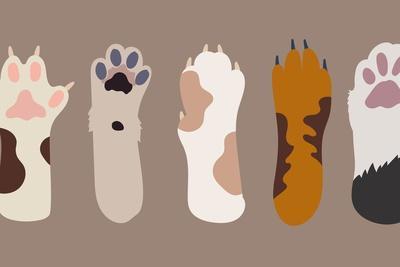Cute paws of cats of different colors. Illustration. in flat style ...