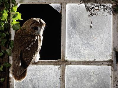 'Tawny Owl in Barn Window' Photographic Print | AllPosters.com