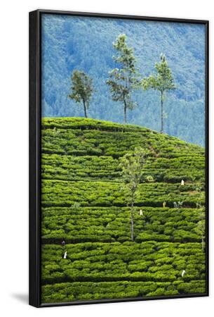 'Tea Pluckers Working at a Tea Plantation in the The Central Highlands ...