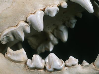 Hyena Teeth