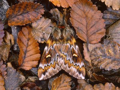 'Temperate Rainforest Moth, La Araucania, Chile' Photographic Print ...