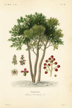 'Terebinth or Turpentine Tree, Pistacia Terebinthus, Terebinthe' Giclee ...