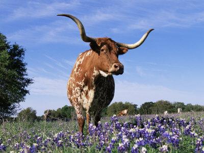 'Texas Longhorn Cow, in Lupin Meadow, Texas, USA' Photographic Print ...