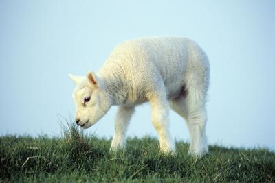 'Texel Sheep Lamb Grazing' Photographic Print | AllPosters.com