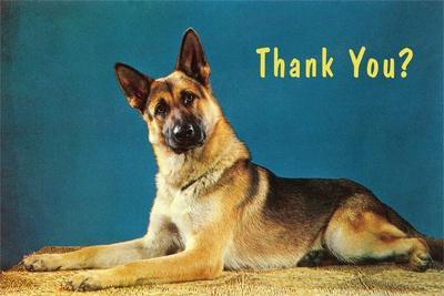 Thank You? Quizzical German Shepherd Prints | AllPosters.com