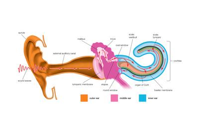 'The Analysis of Sound Frequencies by the Basilar Membrane. Human Ear ...