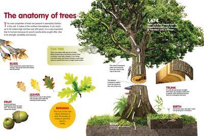 'The anatomy of trees.' Photographic Print | AllPosters.com