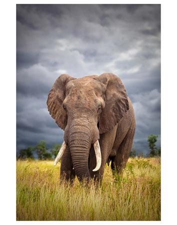 'The Big Bull' Print | AllPosters.com