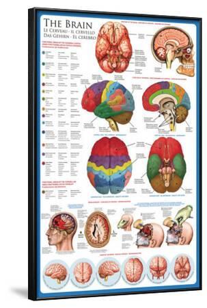 'The Brain' Posters | AllPosters.com