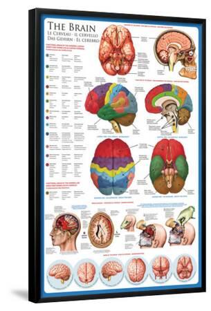 'The Brain' Posters | AllPosters.com