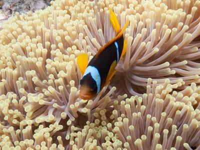 'The Clownfish (Amphiprioninae) also Called Anemonefish, next to an Sea ...
