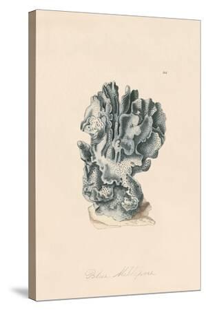 'Blue Millepore' Stretched Canvas Print - The Drammis Collection ...