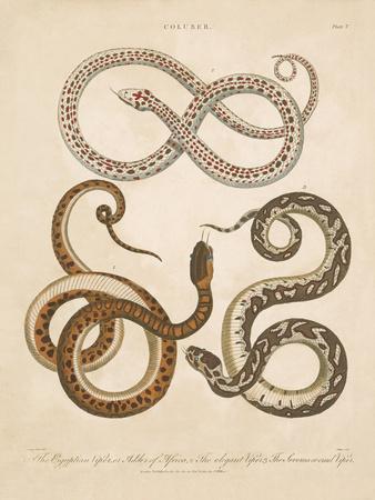 'Coluber - Three Vipers' Giclee Print - The Drammis Collection ...