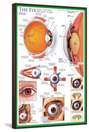 'The Eye' Posters | AllPosters.com