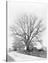 The Fyfield Elm (B/W Photo) Giclee Print | AllPosters.com