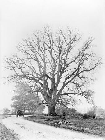 The Fyfield Elm (B/W Photo) Giclee Print | AllPosters.com