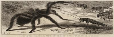 'The Gigantic Mouse-Eating Spider at the Zoological Gardens' Giclee ...