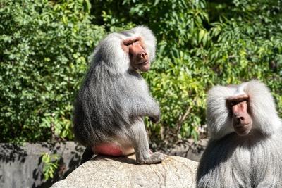 'The Hamadryas Baboon, Papio Hamadryas is a Species of Baboon, Being ...