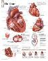 Laminated The Heart Educational Chart Poster | AllPosters.com