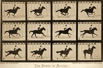 'The Horse in Motion, 'Animal Locomotion' Series, C.1878' Giclee Print ...