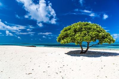 'The iconic divi divi tree on the white sand of Maldives islands. Sunny ...