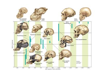 'The Increase in Hominid Cranial Capacity over Time. Evolution' Posters ...